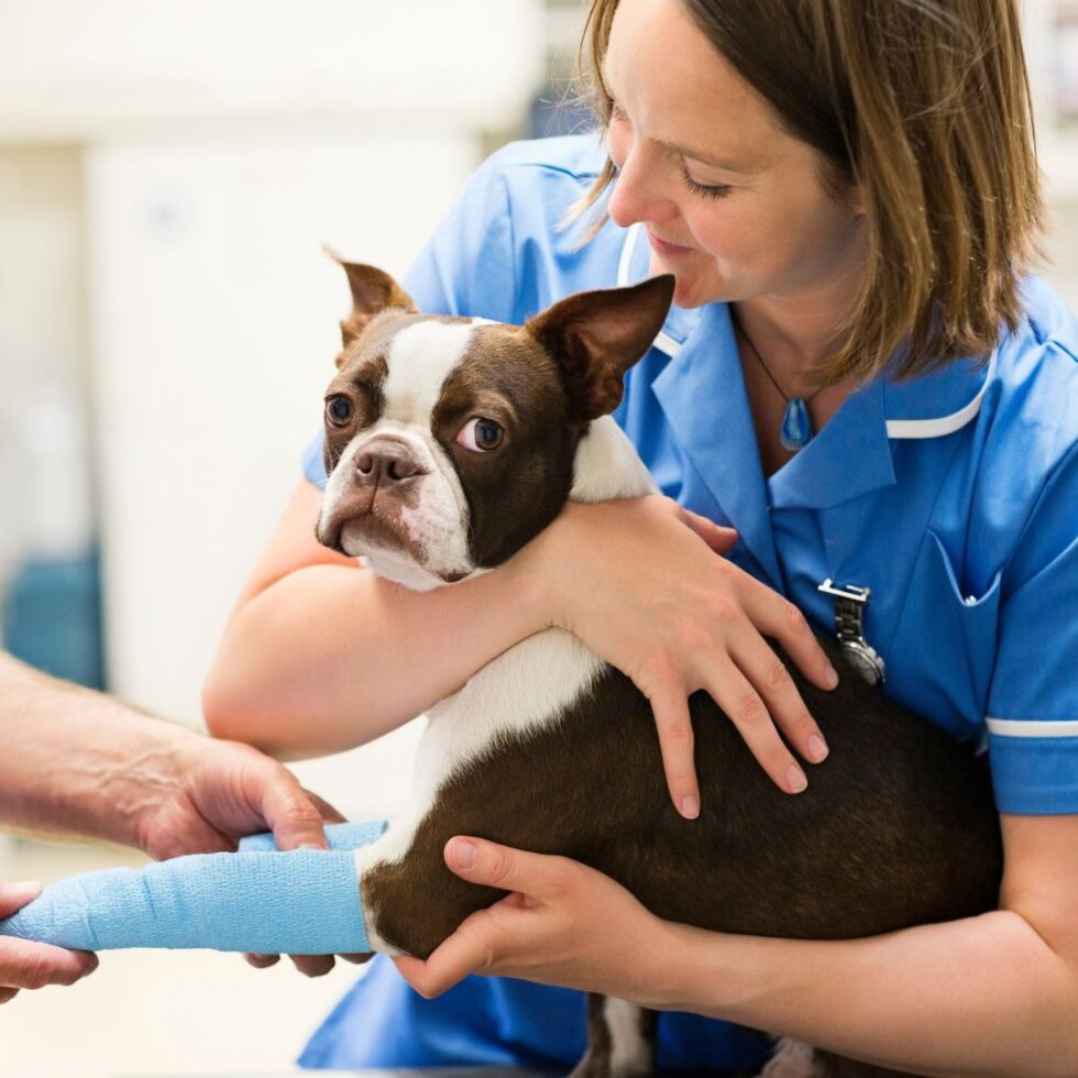 Palm Beach Gardens, FL Veterinary Services | Garden Park Animal Clinic